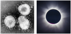 Coronaviruses – a general introduction | The Centre for Evidence-Based ...